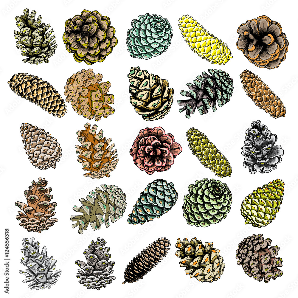 Set of watercolor painted and hand drawn inked drawing of pine cones ...