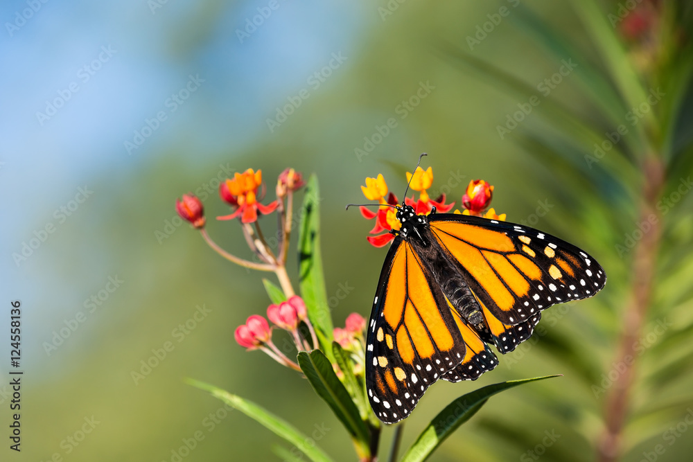 Newly emerged Monarch butterfly (Danaus plexippus) on tropical milkweed ...