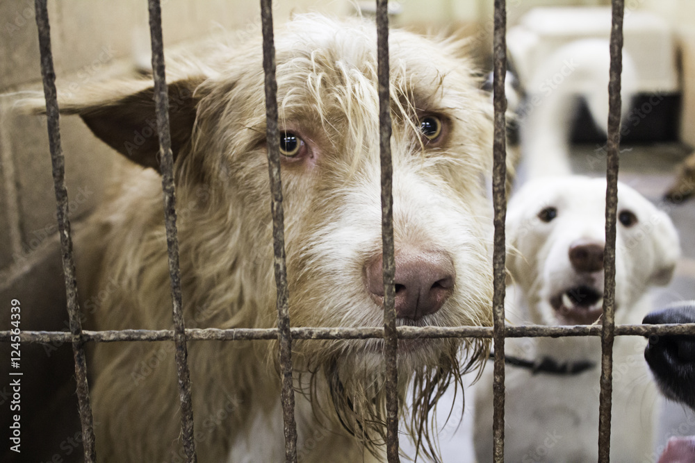 Kennel dogs locked Stock Photo | Adobe Stock