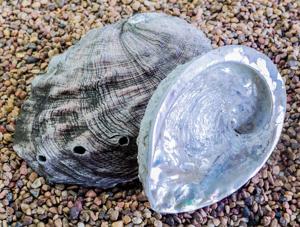 Poster Abalone: Inside Out – Wall Art | UkPosters