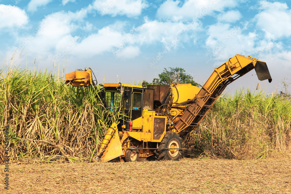 Fotografia do Stock: Sugarcane harvester machine | Adobe Stock