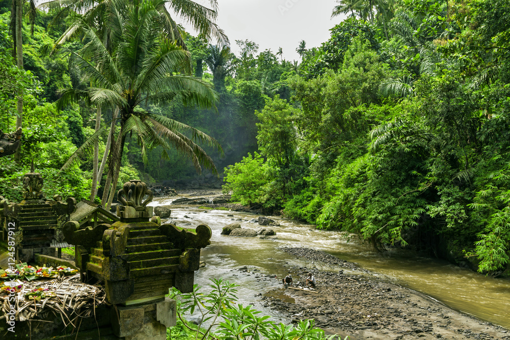 Tropical river in Bali jungle. Tropical jungle forest, Bali nature ...