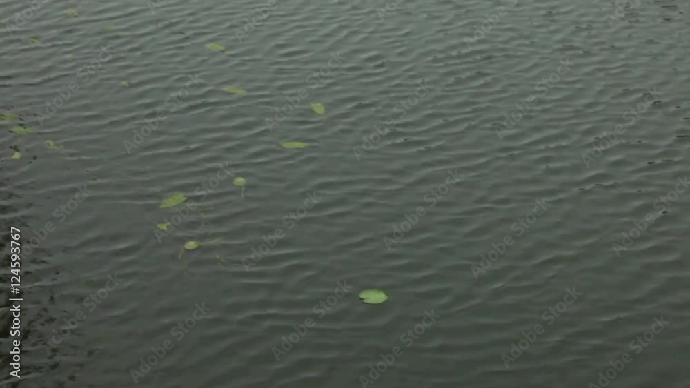 Water ripples and leaves moving Stock Video | Adobe Stock