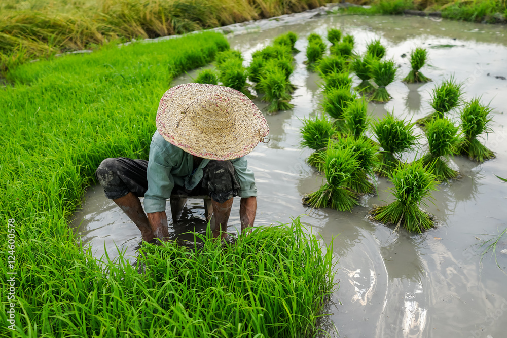 Old farmer working on rice plantation Stock Photo | Adobe Stock