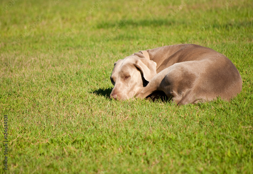 Weimaraner dog sleeping on grass on a sunny summer day Stock Photo ...