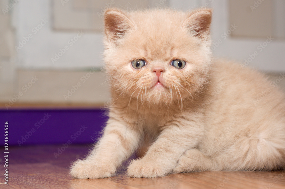 sad cat kitten Stock Photo | Adobe Stock