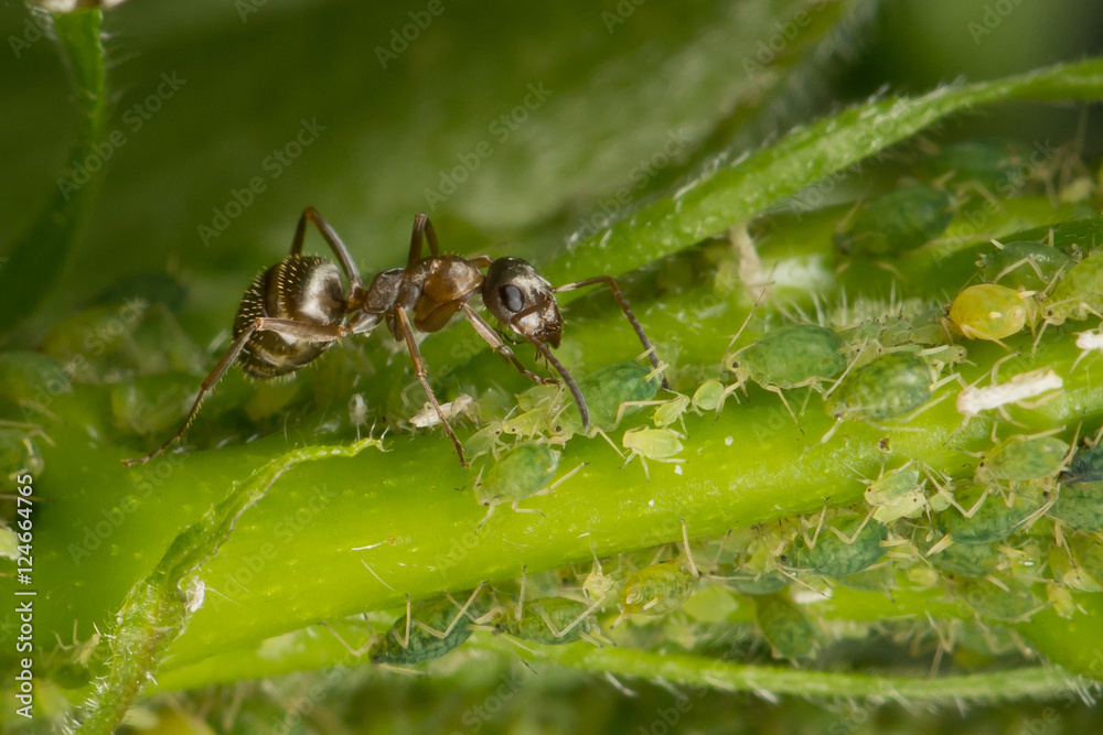 The symbiosis of ants and aphids. Ant tending his flock Stock Photo ...