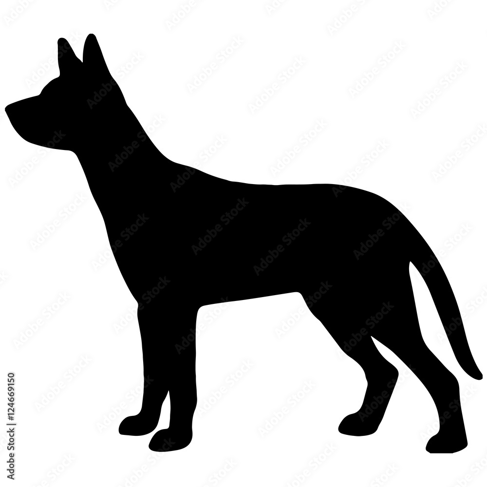 Dingo. Vector black silhouette on a white background. Illustration of ...