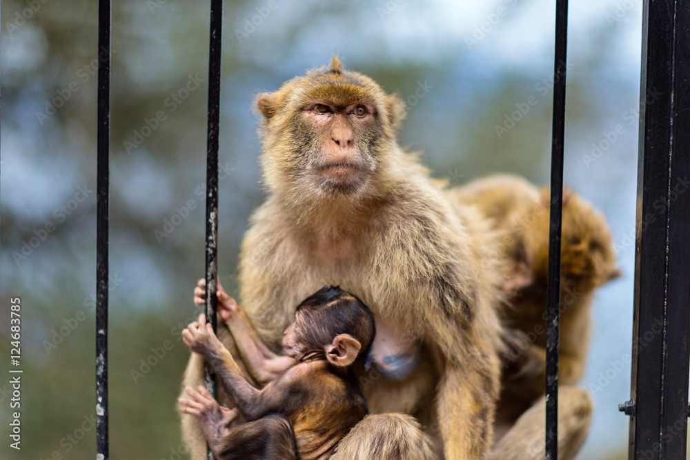 The Barbary macaque population in Gibraltar is the only wild monkey ...