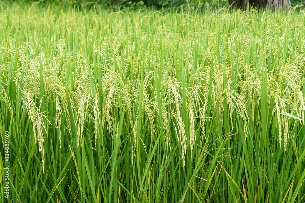 Rice field background. Stock Photo | Adobe Stock