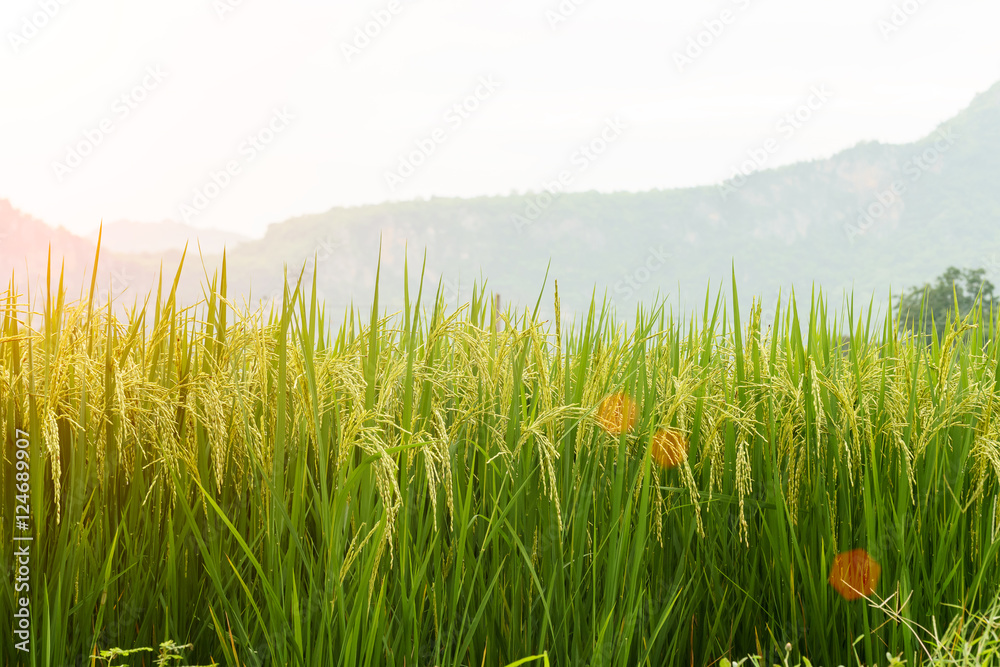 Rice field black background. Stock Photo | Adobe Stock