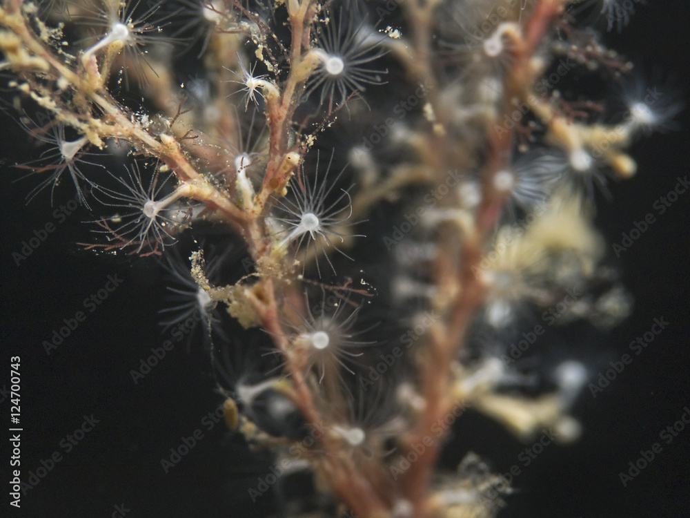 Hydroid polyp colony, Hydroidpolypen-Kolonie (Eudendrium sp.) Stock ...