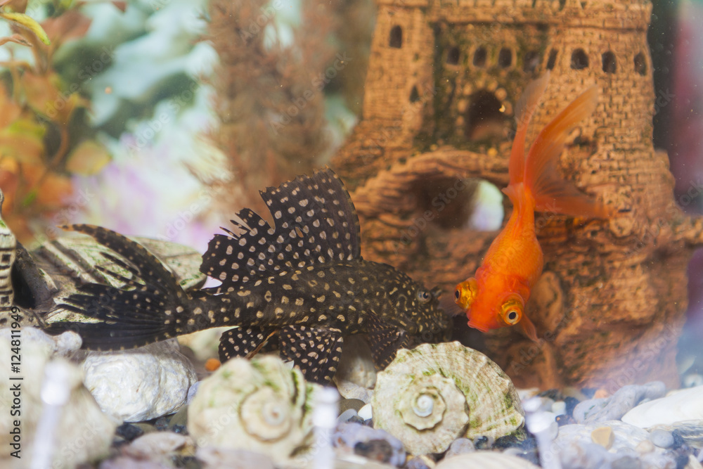 Fotka „Two Types of Fish Corydoras Paleatus known as Sheatfish and ...
