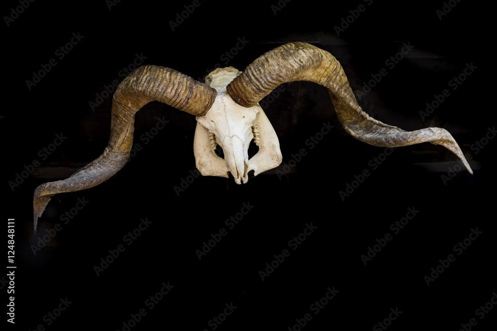 Goat Skull Complete