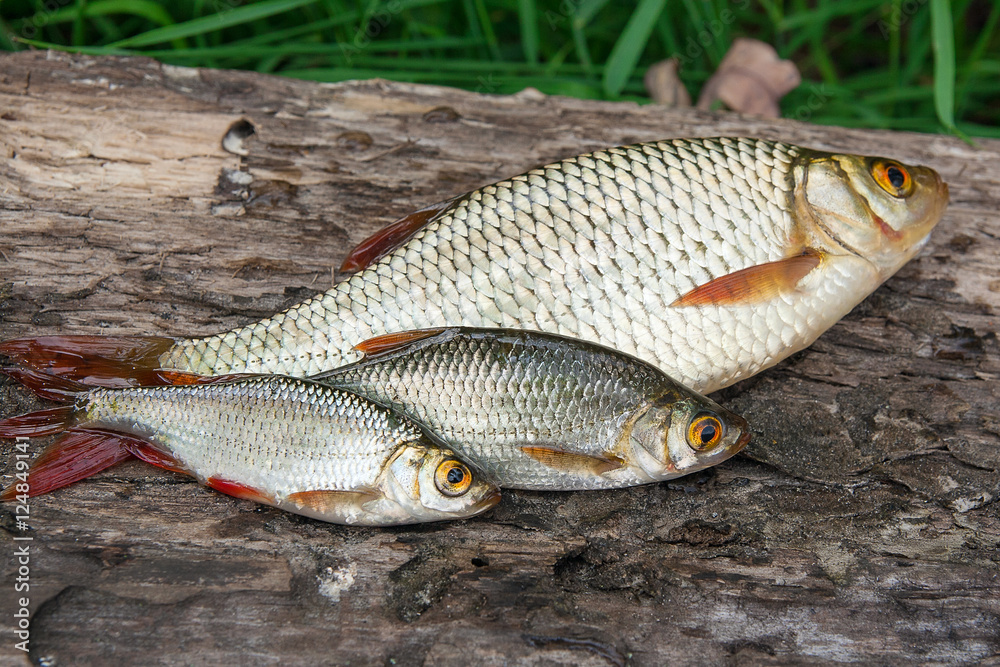 Several common rudd fish on natural background. Stock Photo | Adobe Stock