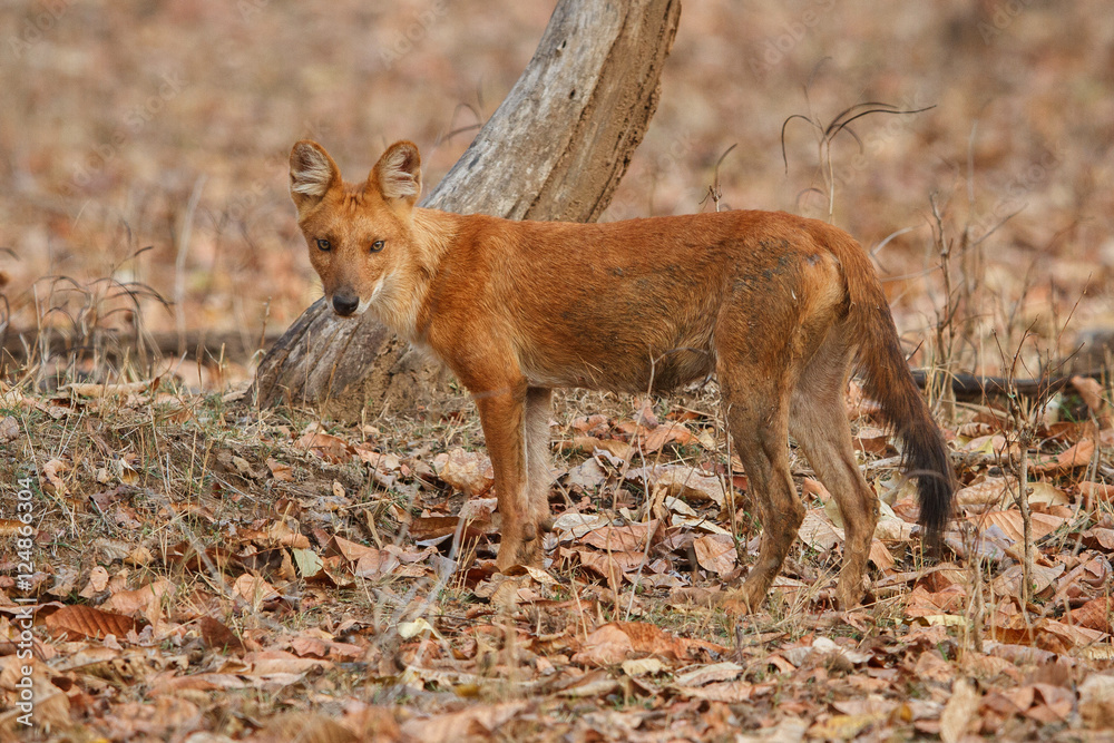 Indian wild dog pose in the nature habitat, very rare animal, dhoul ...
