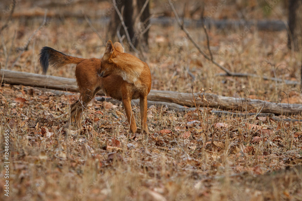 Indian wild dog pose in the nature habitat, very rare animal, dhoul ...