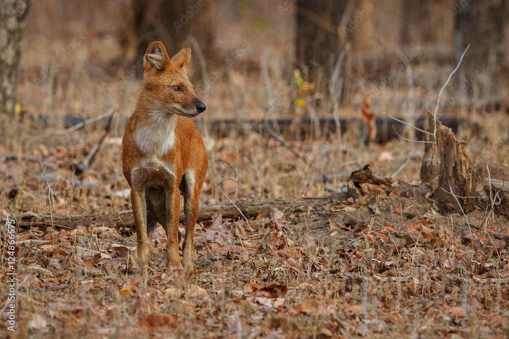 Indian wild dog pose in the nature habitat, very rare animal, dhoul ...