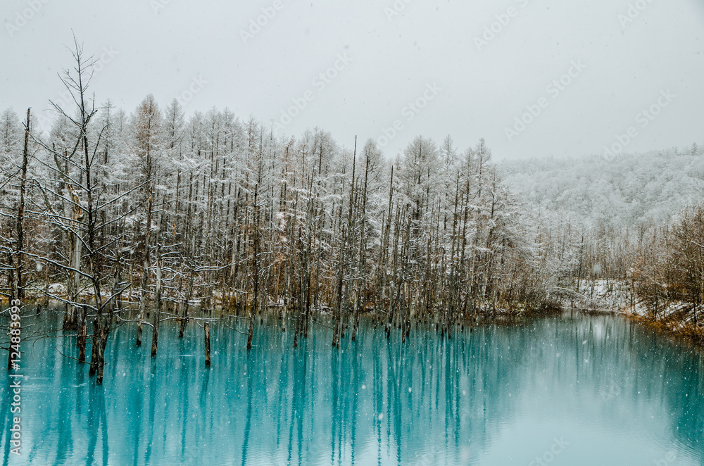 Biei Blue Pond- One of the most beautiful pond in the world! Located at ...