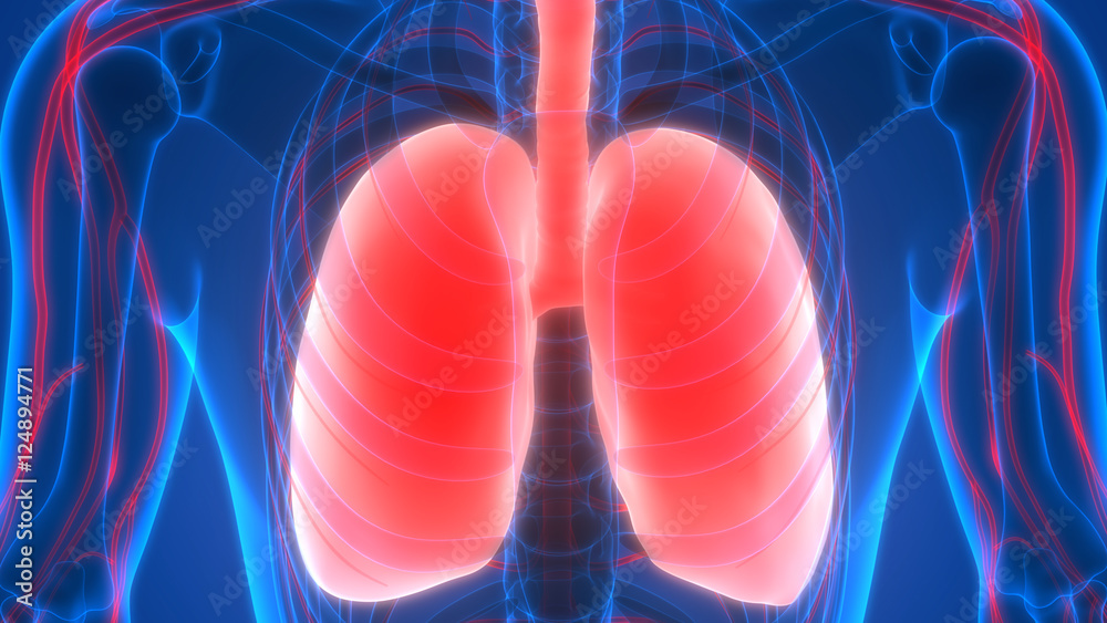 Human Body Organs (Lungs with Nervous system Anatomy) Stock ...