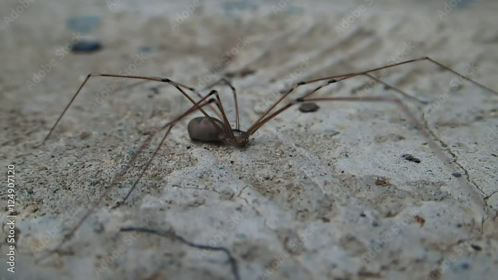 Spider moving a little Stock Video | Adobe Stock