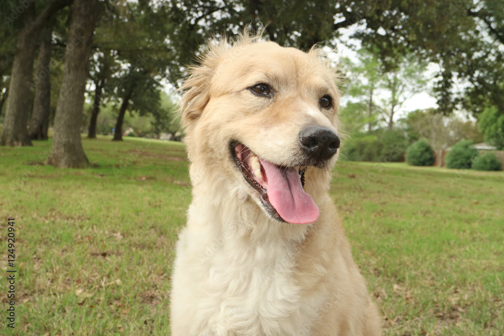 Cute adorable loving dog Stock Photo | Adobe Stock