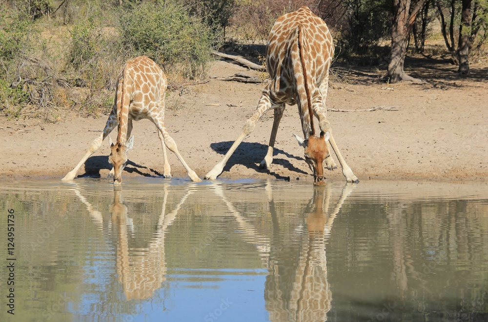Foto de Giraffe Background - African Wildlife - Splits for Sips do ...