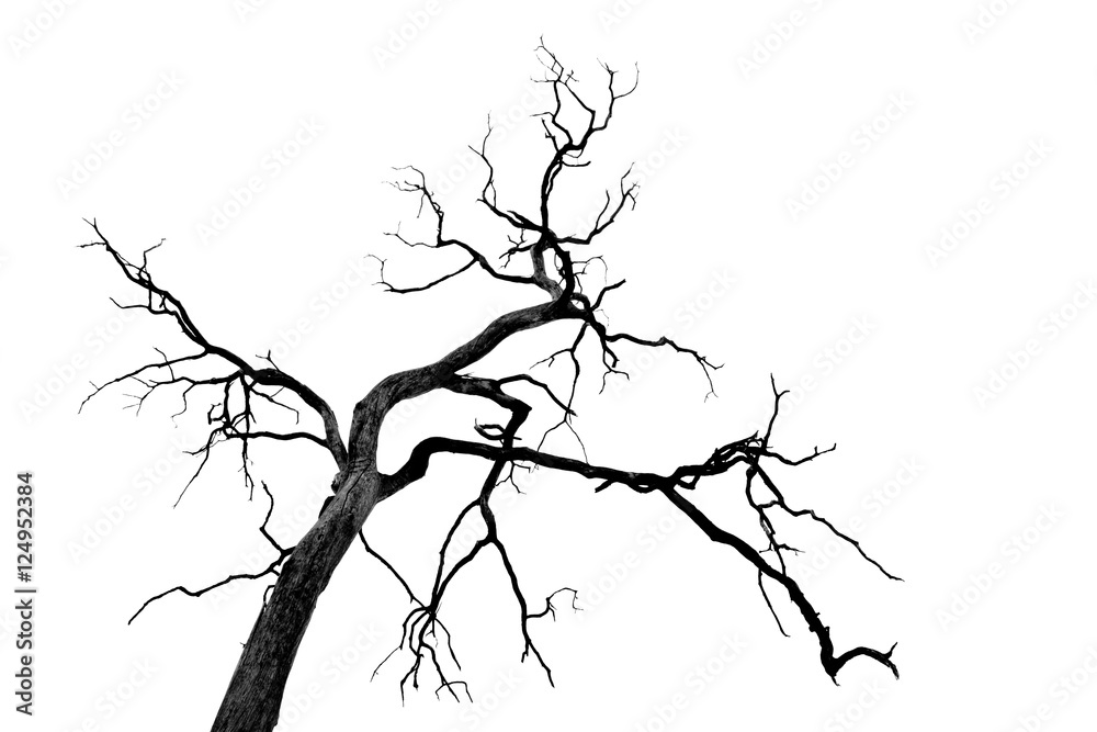 Dead Tree without Leaves Stock Photo | Adobe Stock