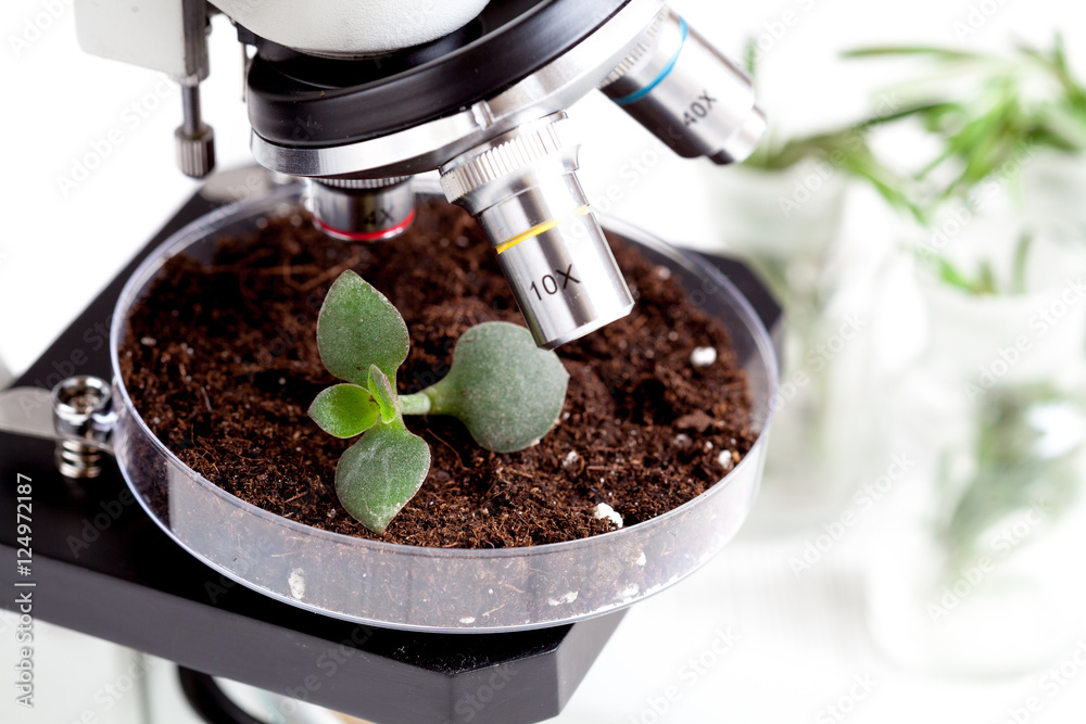 analysis of soil sample with young plant under microscope Stock Photo ...