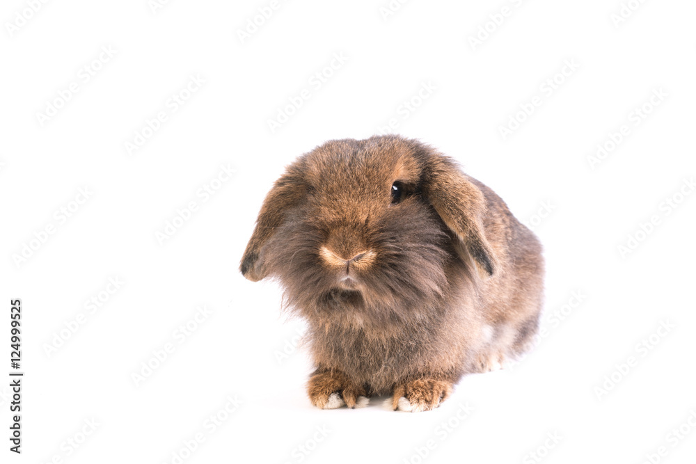 Brown French Lop rabbit isolated on white Stock Photo | Adobe Stock