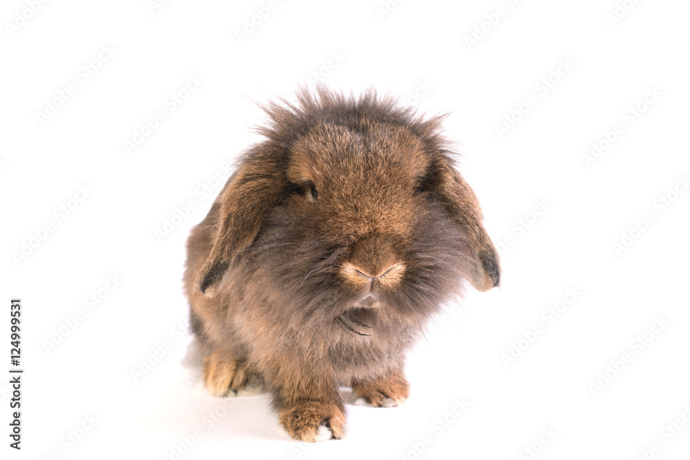 Brown French Lop rabbit isolated on white Stock Photo | Adobe Stock