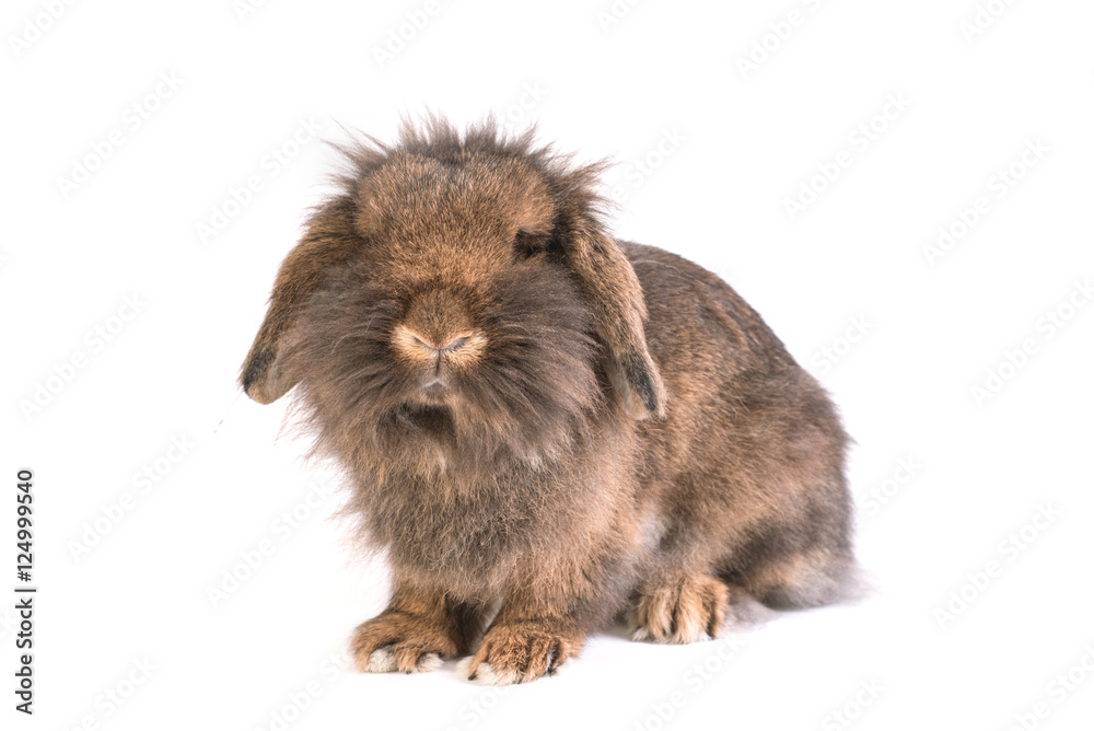 Brown French Lop rabbit isolated on white Stock Photo | Adobe Stock
