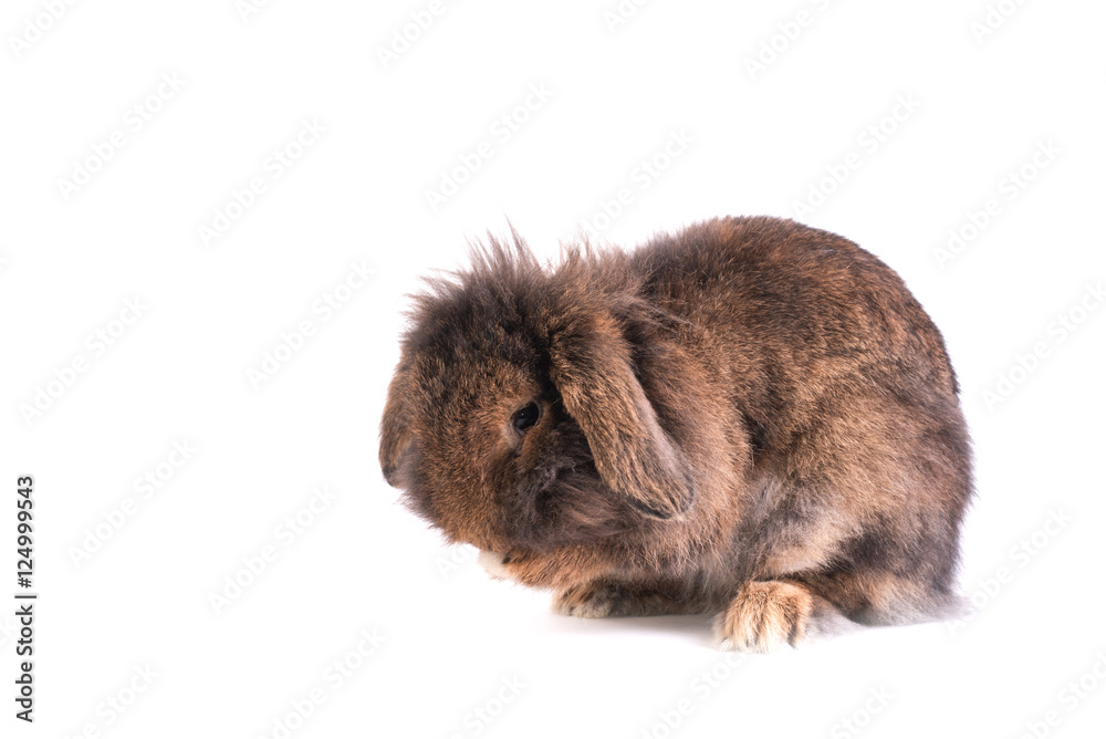 Brown French Lop rabbit isolated on white Stock Photo | Adobe Stock