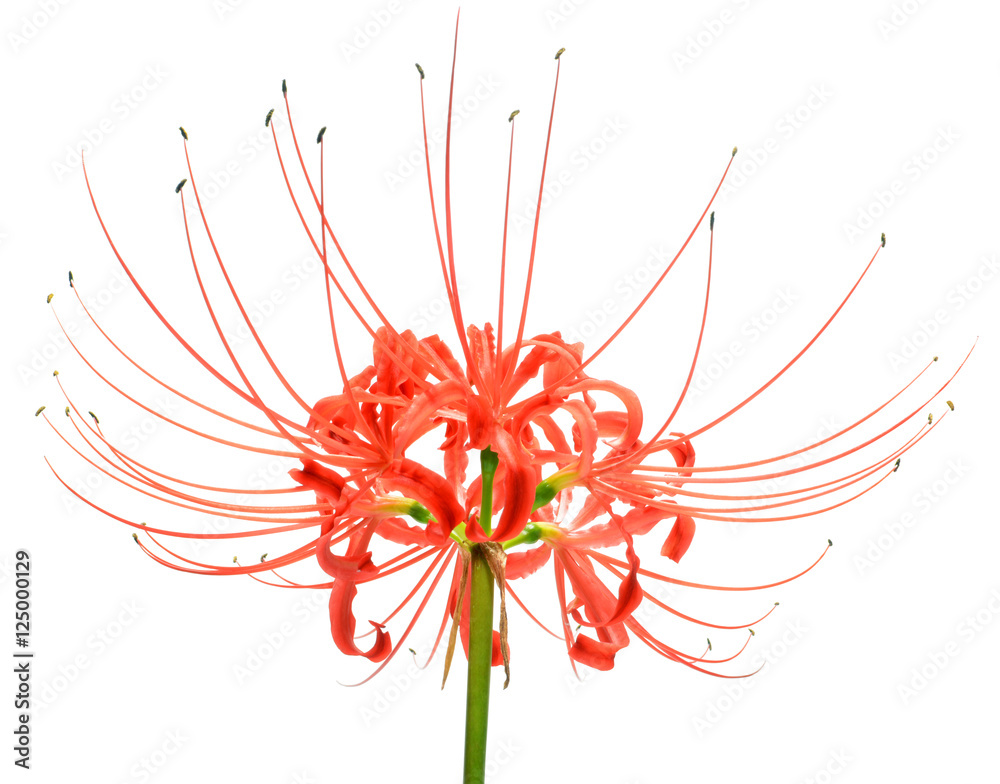 Single red spider lily flower cluster isolated over a white background ...