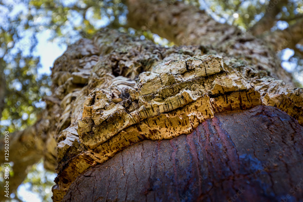 Cork tree in Alentejo, Portugal Stock Photo | Adobe Stock