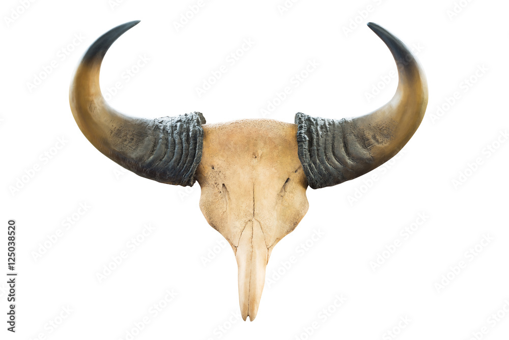 Gaur Skeleton
