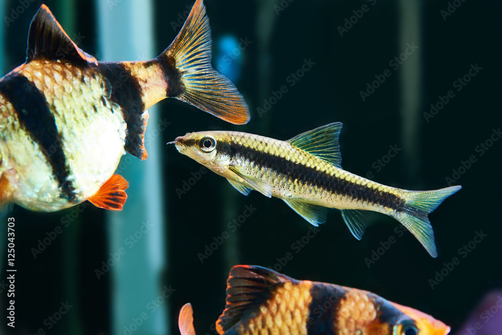 Aquarium fishes - barbus puntius tetrazona and siamese algae Stock ...