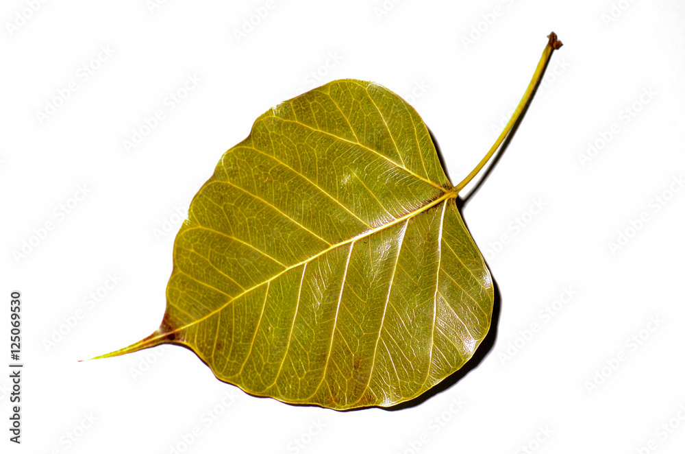 Bo leaves, white background, color, religion, foliage, beautiful ...
