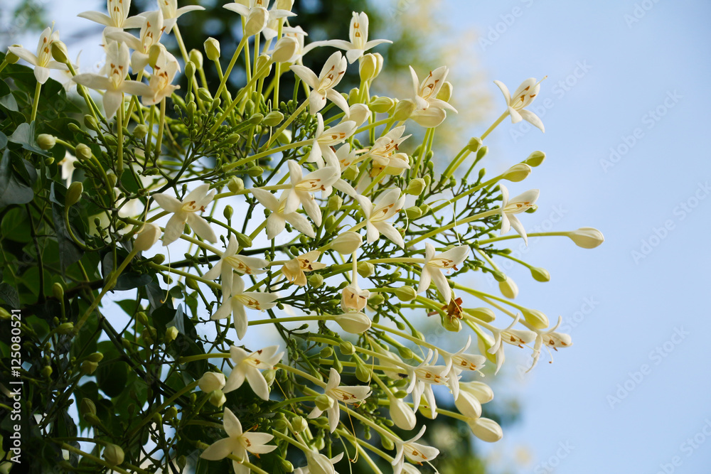 Millingtonia Hortensis