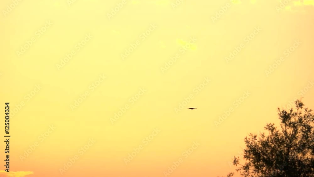 One bird flying alone in a sunset sky. Nature background with wildlife ...