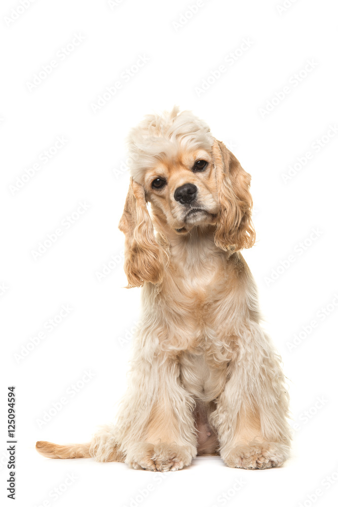 Cocker Spaniel Blonde