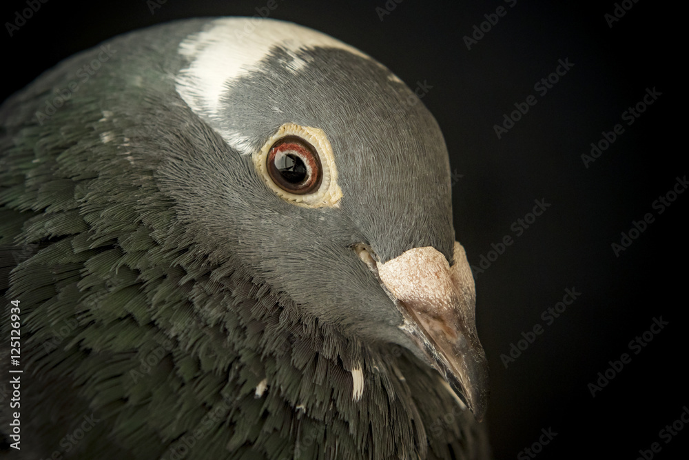 Angry Pigeon