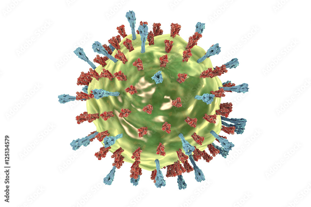 Mumps Virus 3d Model