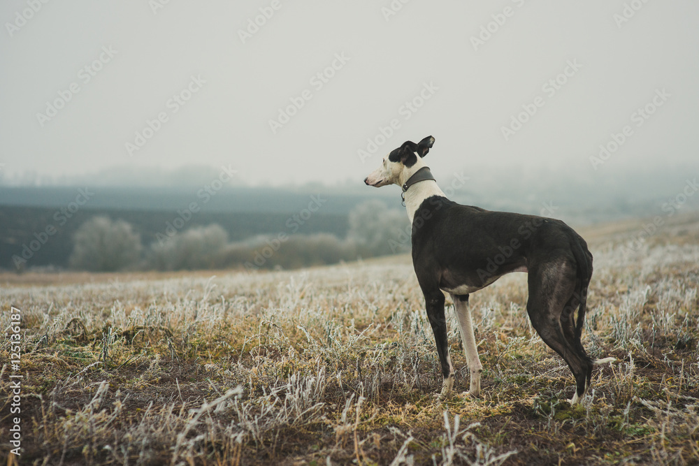 Greyhound Dog Hunting