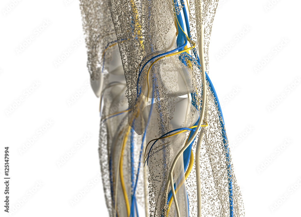 Human anatomy knee joint covered in network of dots. Bio-tech skin ...