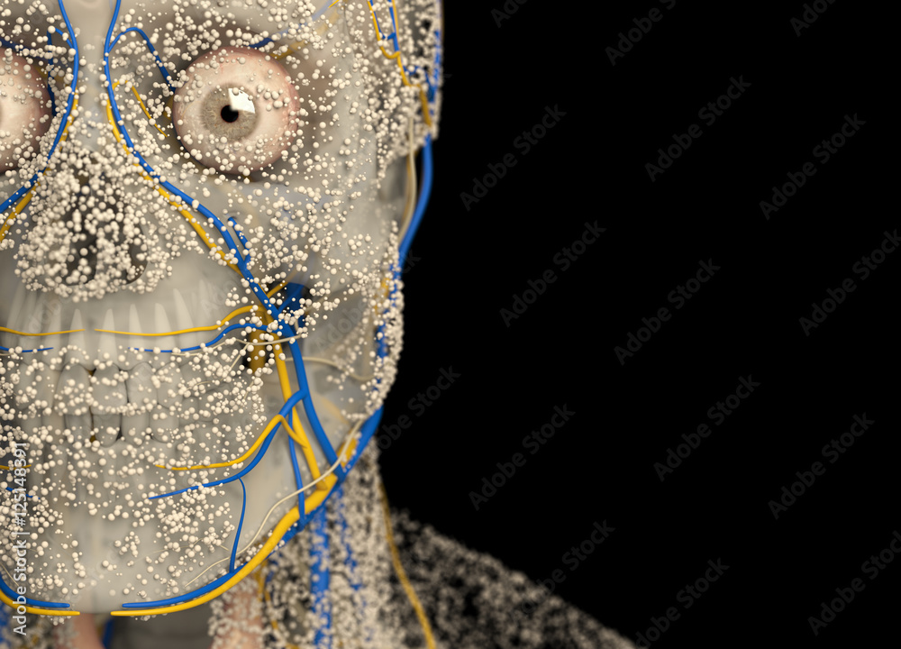 Human anatomy face, front of head , close-up, covered in network of ...