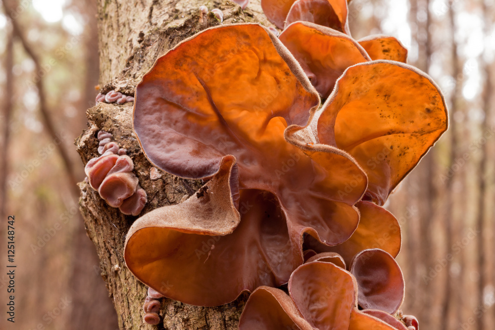 Jews Ear fungus Auricularia auricula-judae on wood Stock Photo | Adobe ...