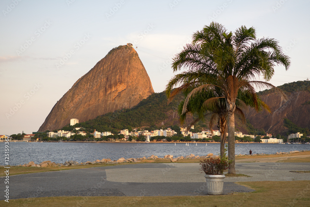 Coqueiro na praia do Flamengo com pão de açúcar ao fundo Stock Photo ...