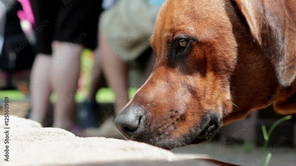 Rhodesian Ridgeback, also know as Van Rooyen's Lion Dog, with head on ...