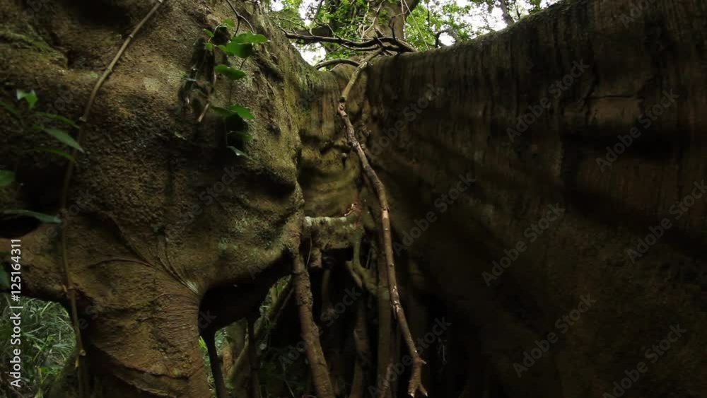 Fir tree roots - Temperate Rainforest Australian Landscape Stock ビデオ ...